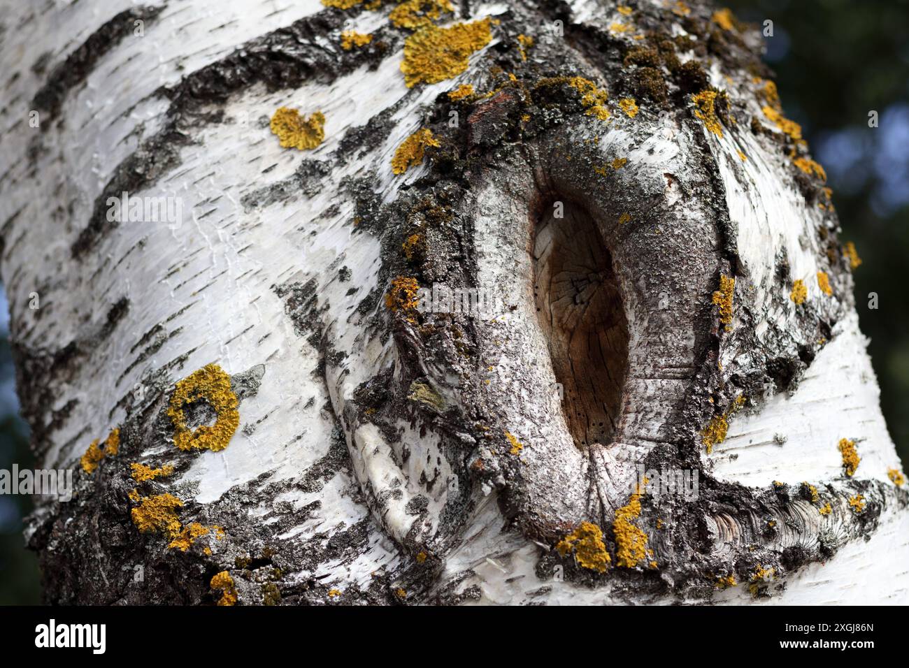 a tree trunk with an overgrown broken branch Stock Photo - Alamy