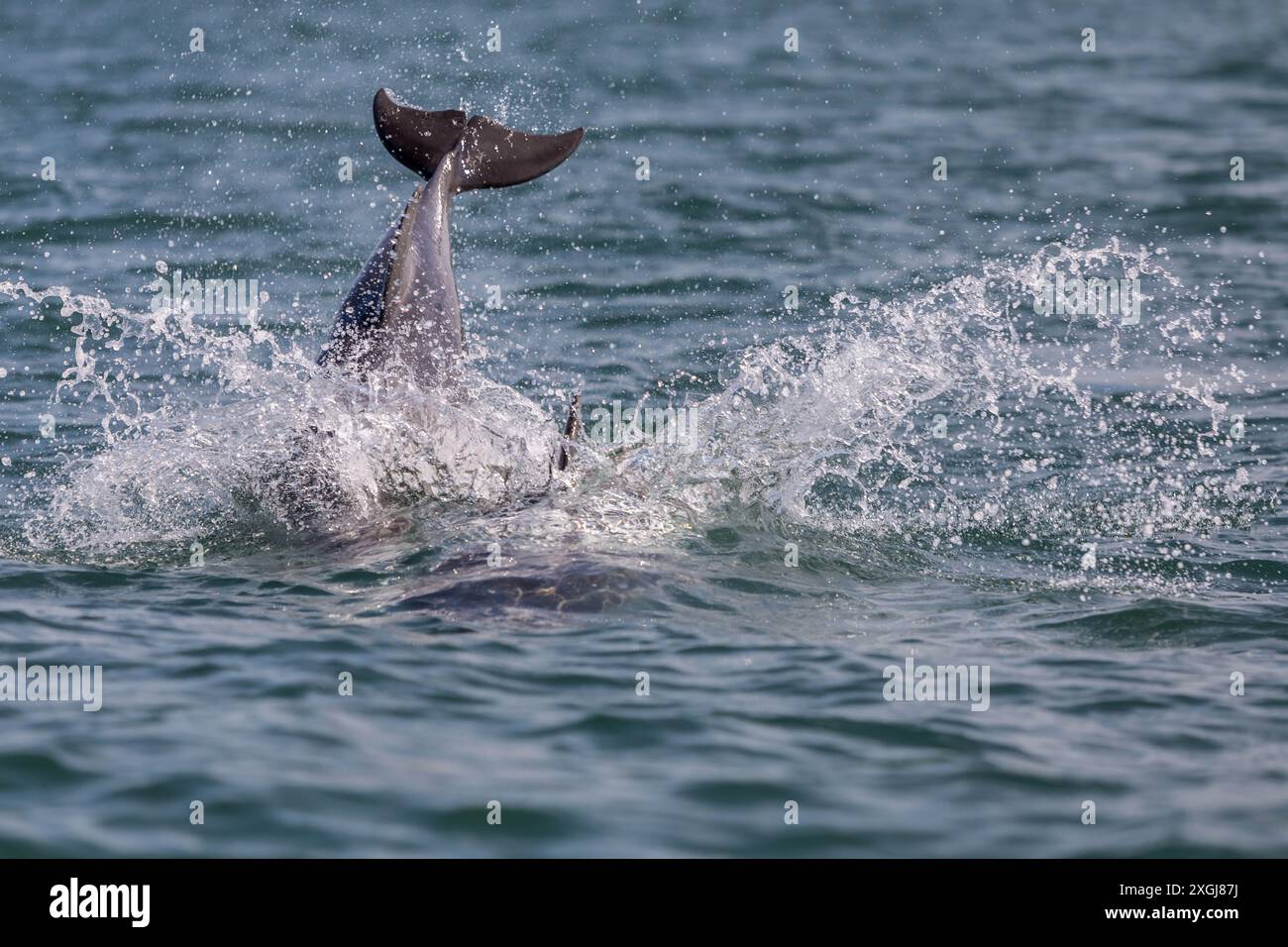 Wild Dolphin Tail Breaking the Surface of the Ocean Stock Photo - Alamy