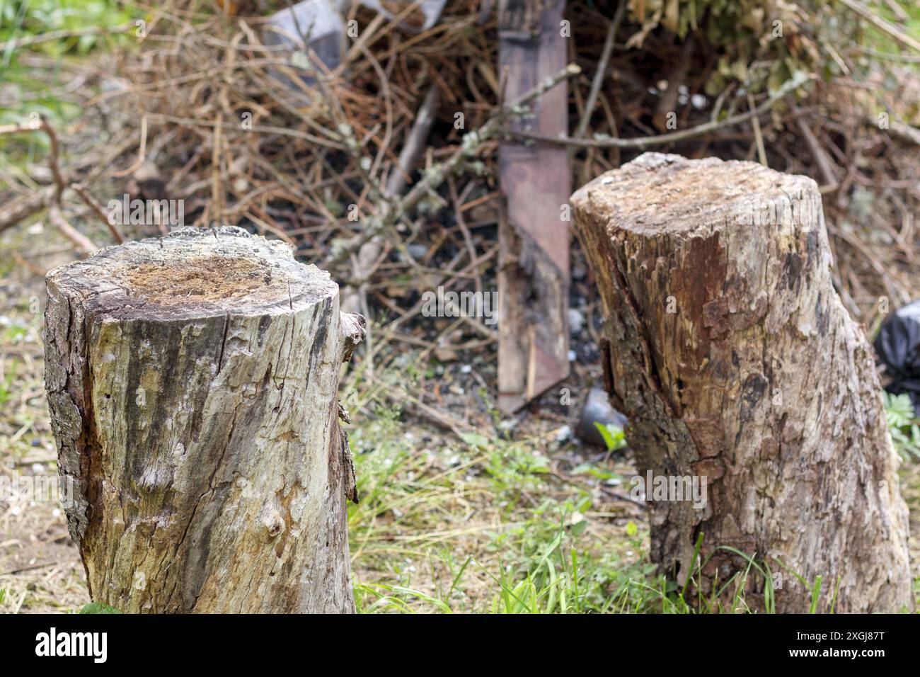 Rotten coconut stump hi-res stock photography and images - Alamy