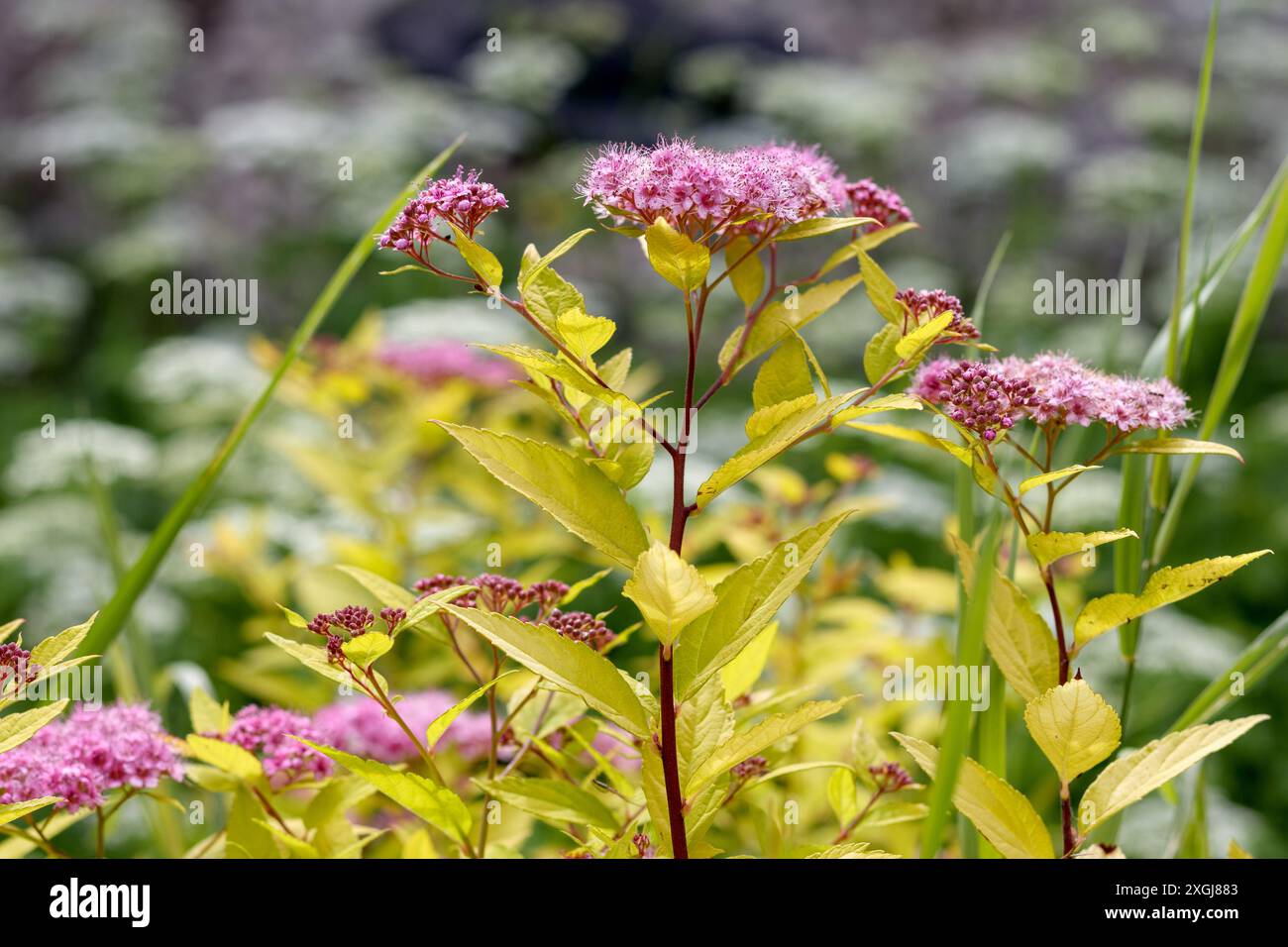 Spring insect cluster hi-res stock photography and images - Alamy