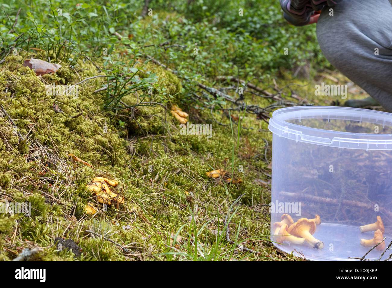 mushroom picker in the forest with a bucket and scattered mushrooms in ...