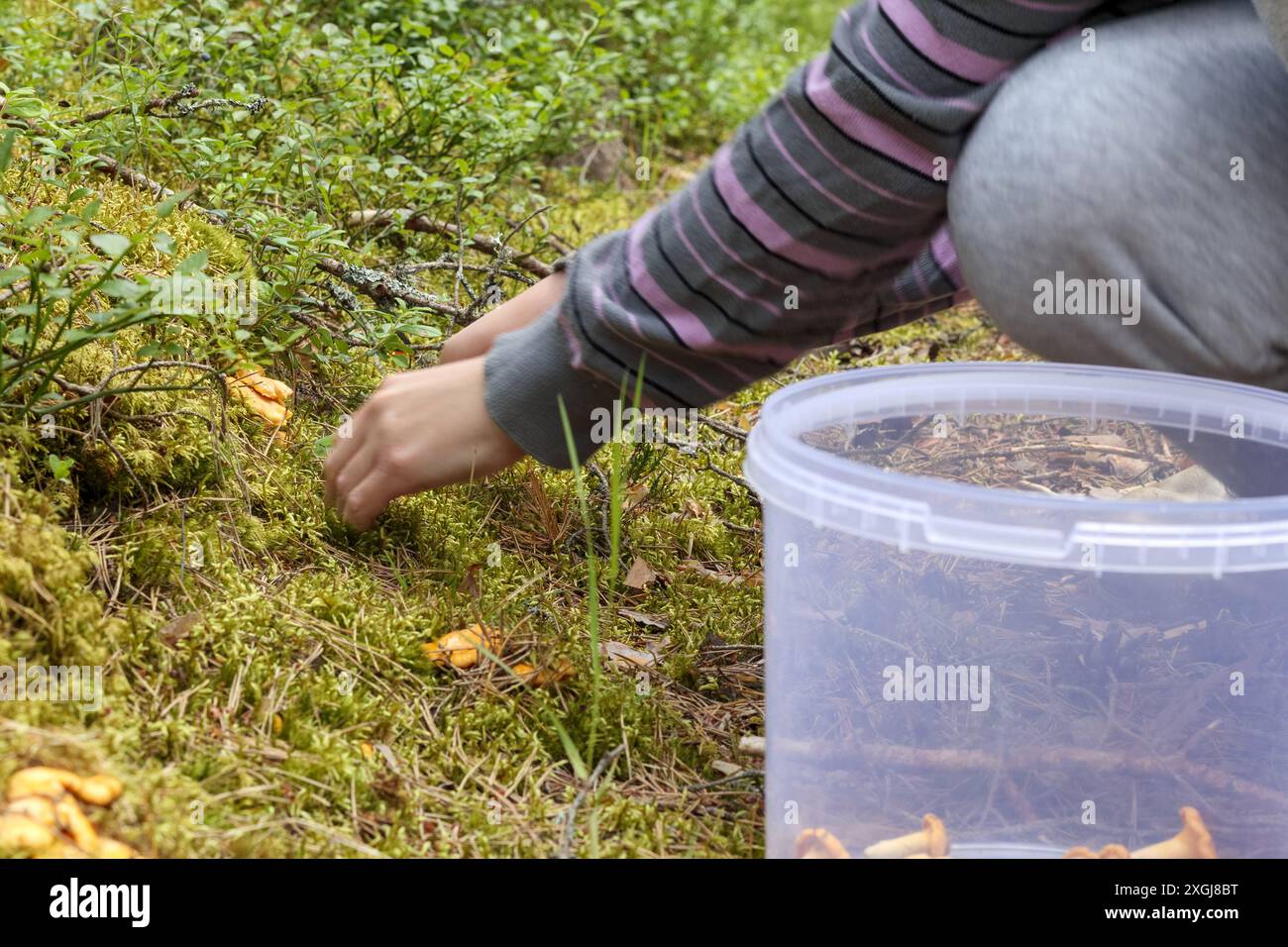 mushroom picker in the forest with a bucket and scattered mushrooms in ...