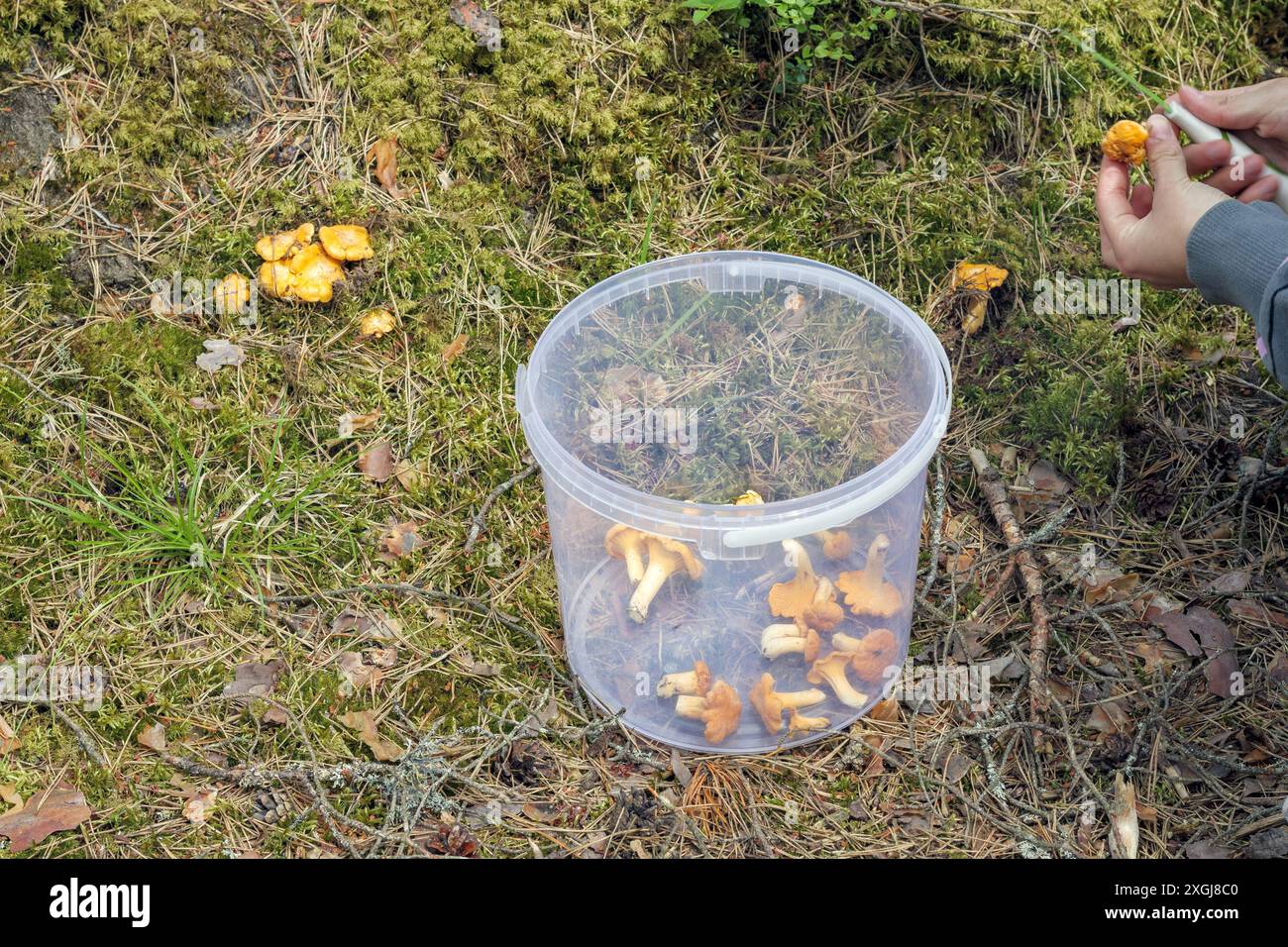 mushroom picker in the forest with a bucket and scattered mushrooms in ...
