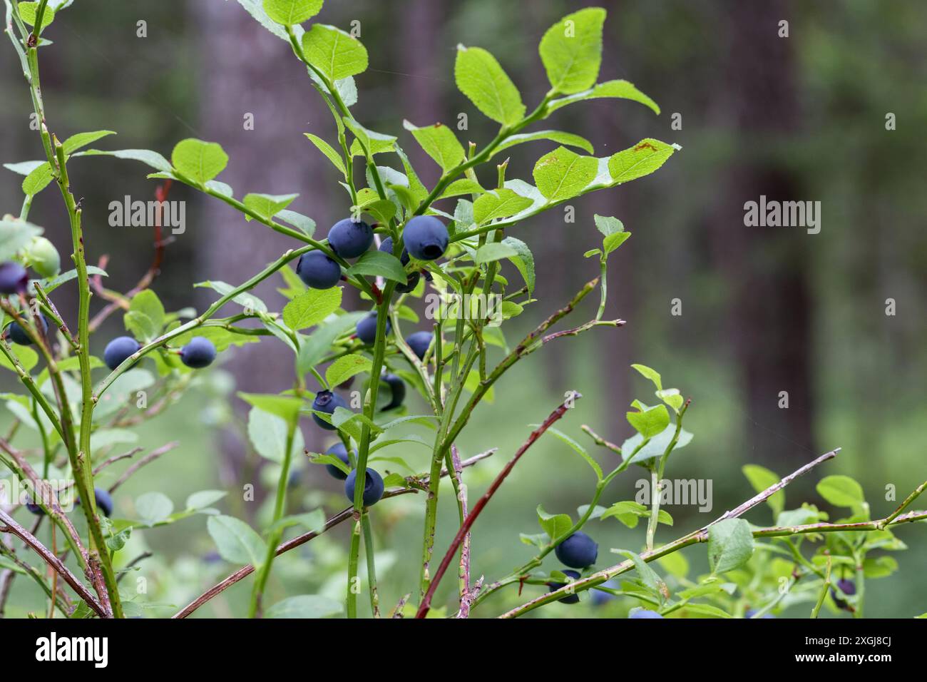 Beautiful bunch of fresh blueberries hi-res stock photography and ...