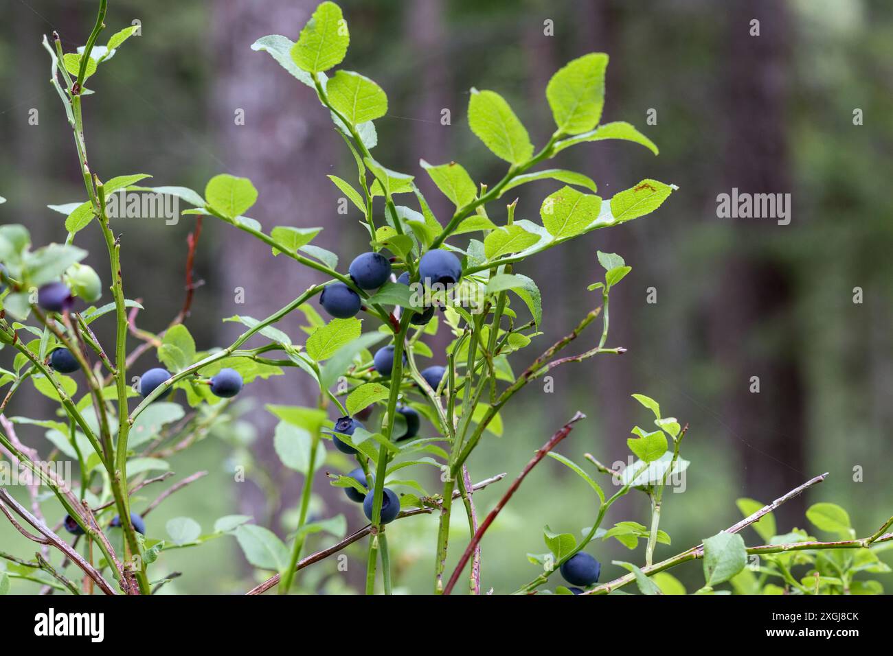 blue wild blueberries on a green bush Stock Photo - Alamy