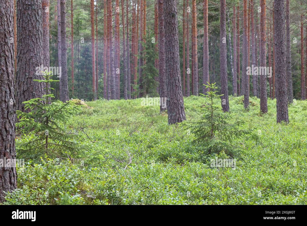 Big firs hi-res stock photography and images - Alamy