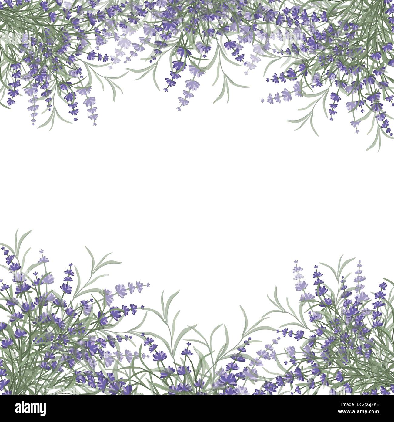 Floral purple-lavender border made of lavender flowers and leaves, for ...