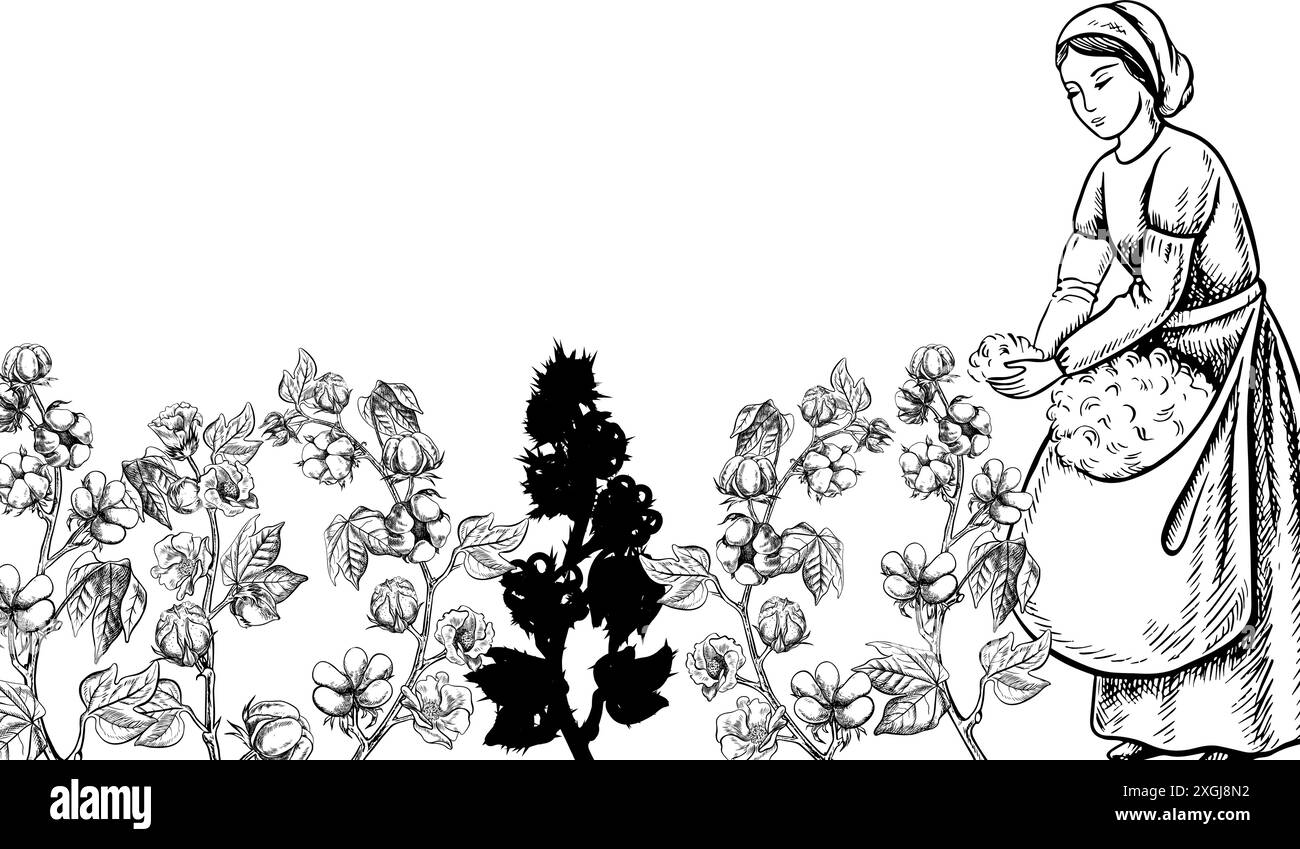 A cotton picker by hand. Black and white, detailed, graphic, vector ...