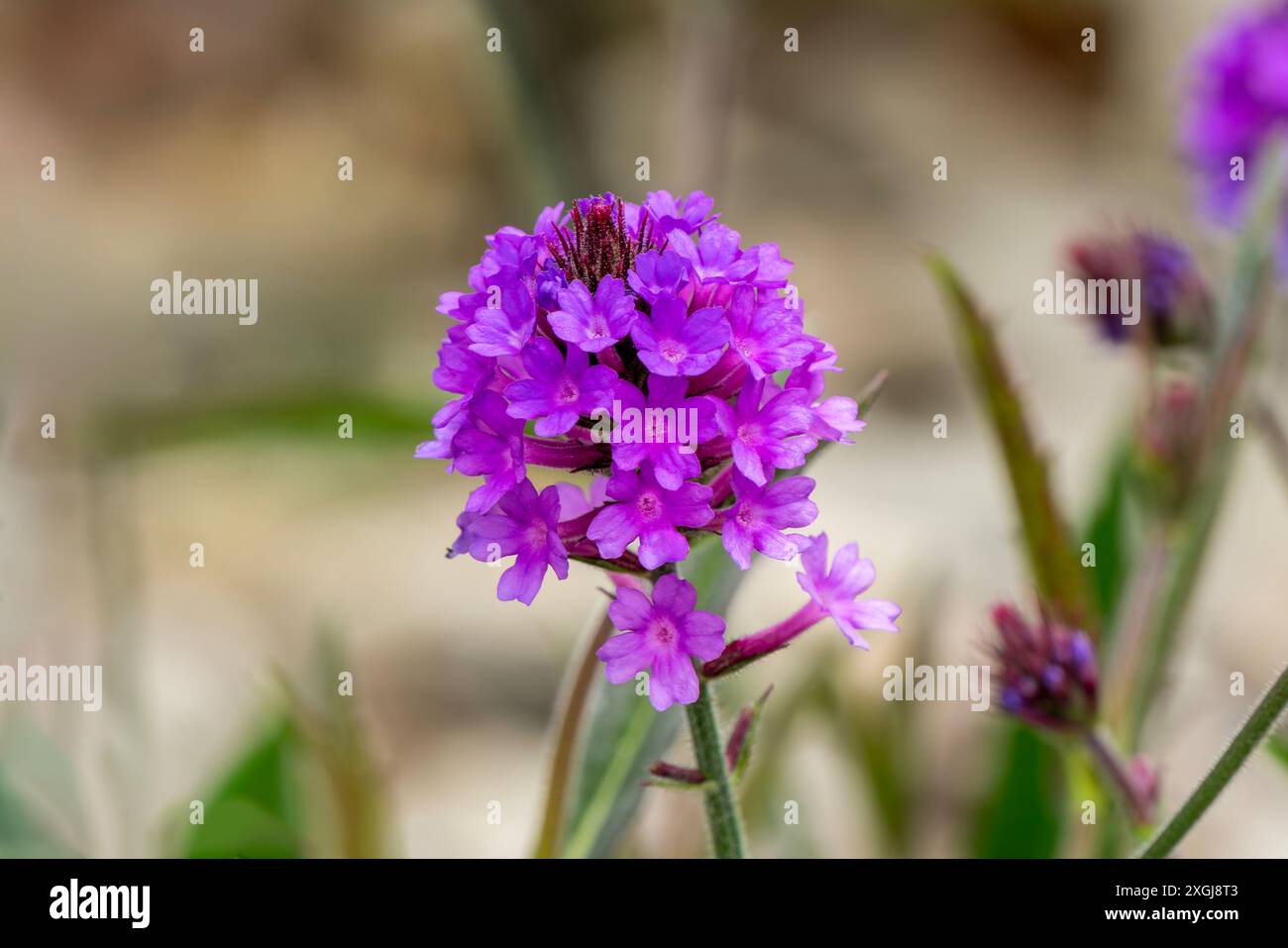 Verbena rigida a summer flowering plant with a purple summertime flower ...