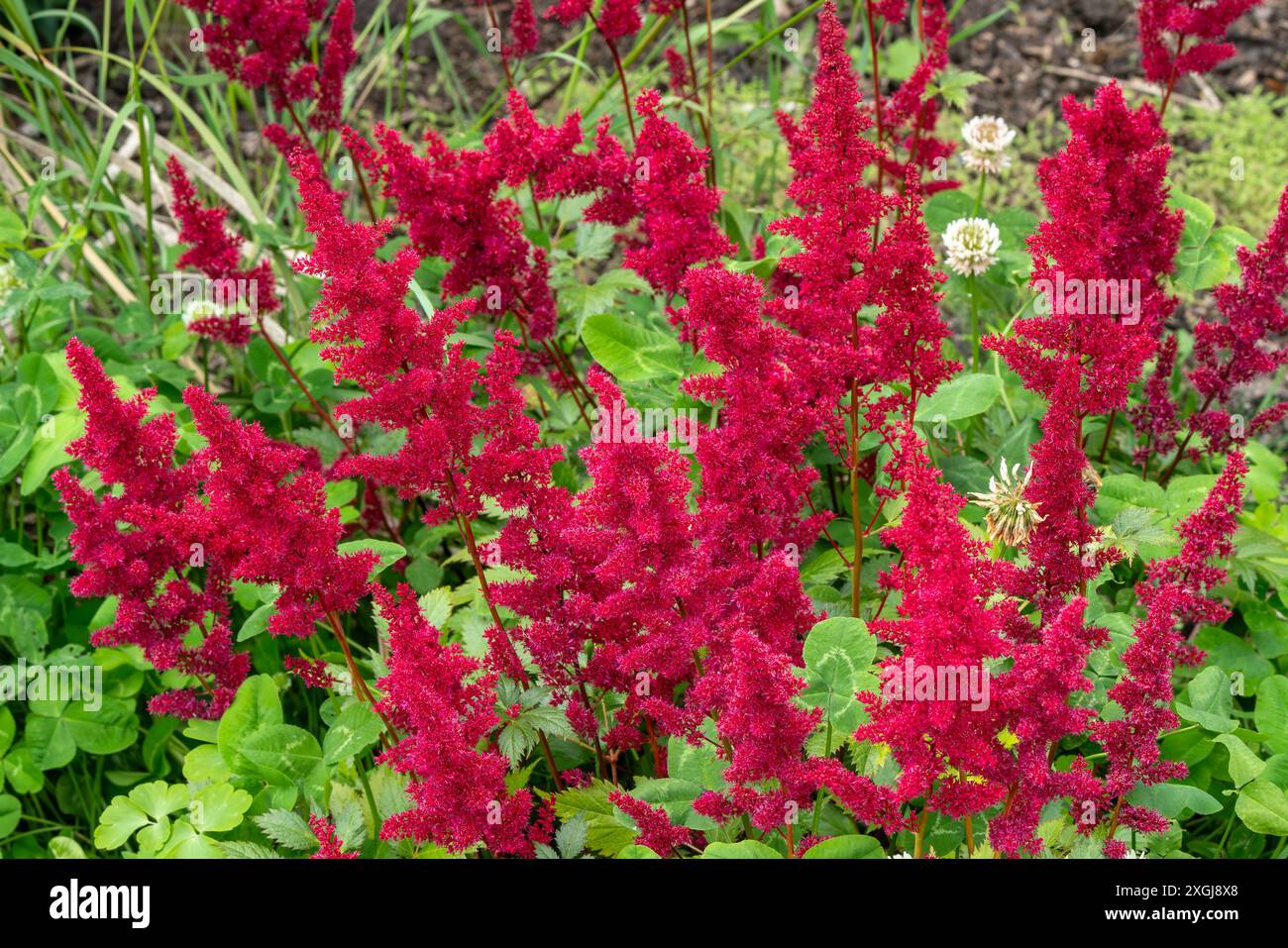Astilbe 'Fanal' (x aredsii) a summer flowering plant with a red ...