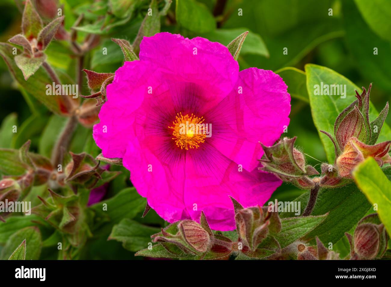 Cistus pulverulentus 'Sunset', a summer flowering evergreen shrub plant ...