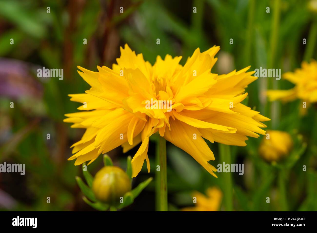 Coreopsis grandiflora 'Double The Sun' a yellow herbaceous perennial ...