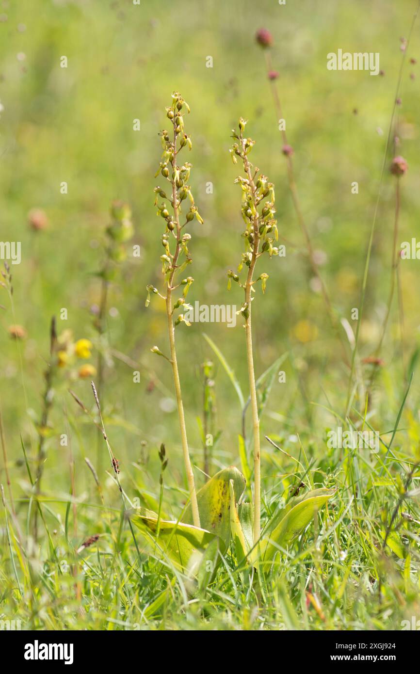 Twayblade, Neottia ovata, Listera ovata, two plants together on Noar ...