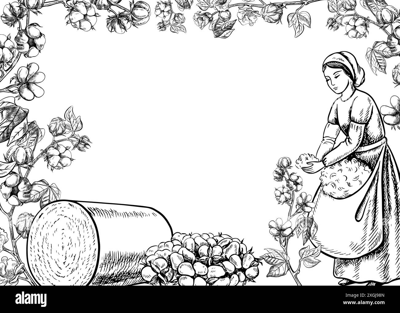 A cotton picker by hand. Black and white, detailed, graphic, vector ...