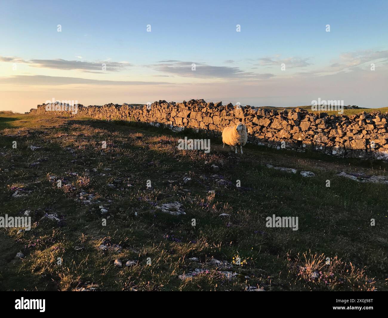 Sheep grazing on Great Orme headland at sunset, traditional Welsh dry ...
