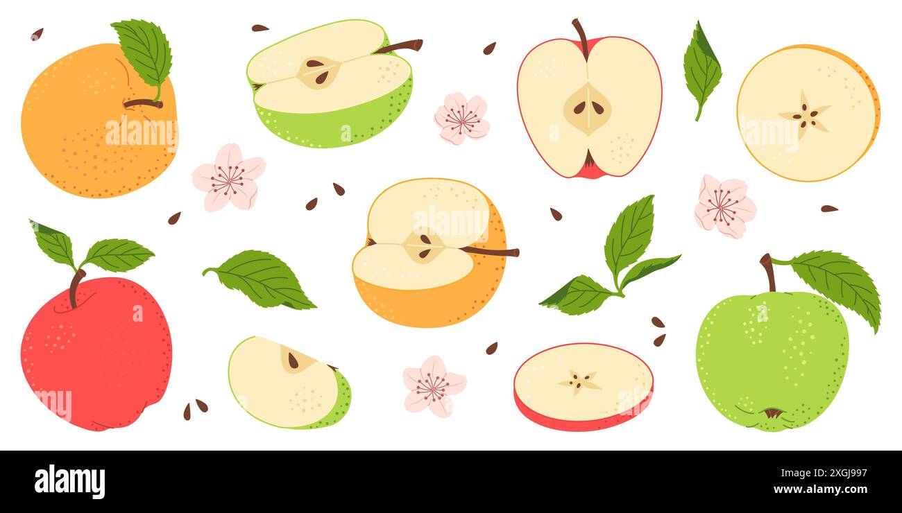 Apple fruit vector set. Whole, half, slice of red green and yellow apple fruit with green leaves ...