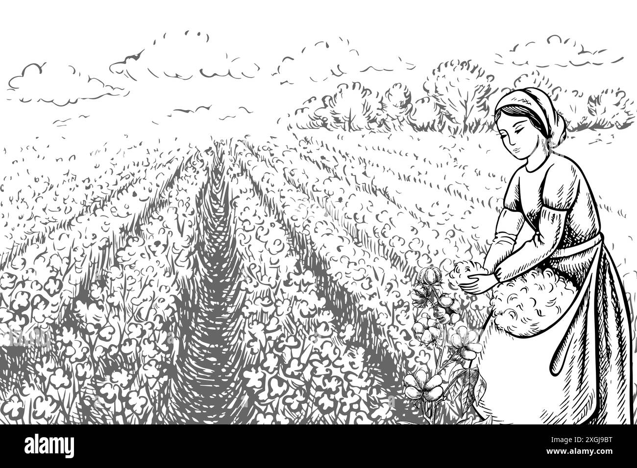 A cotton picker by hand. Black and white, detailed, graphic, vector ...