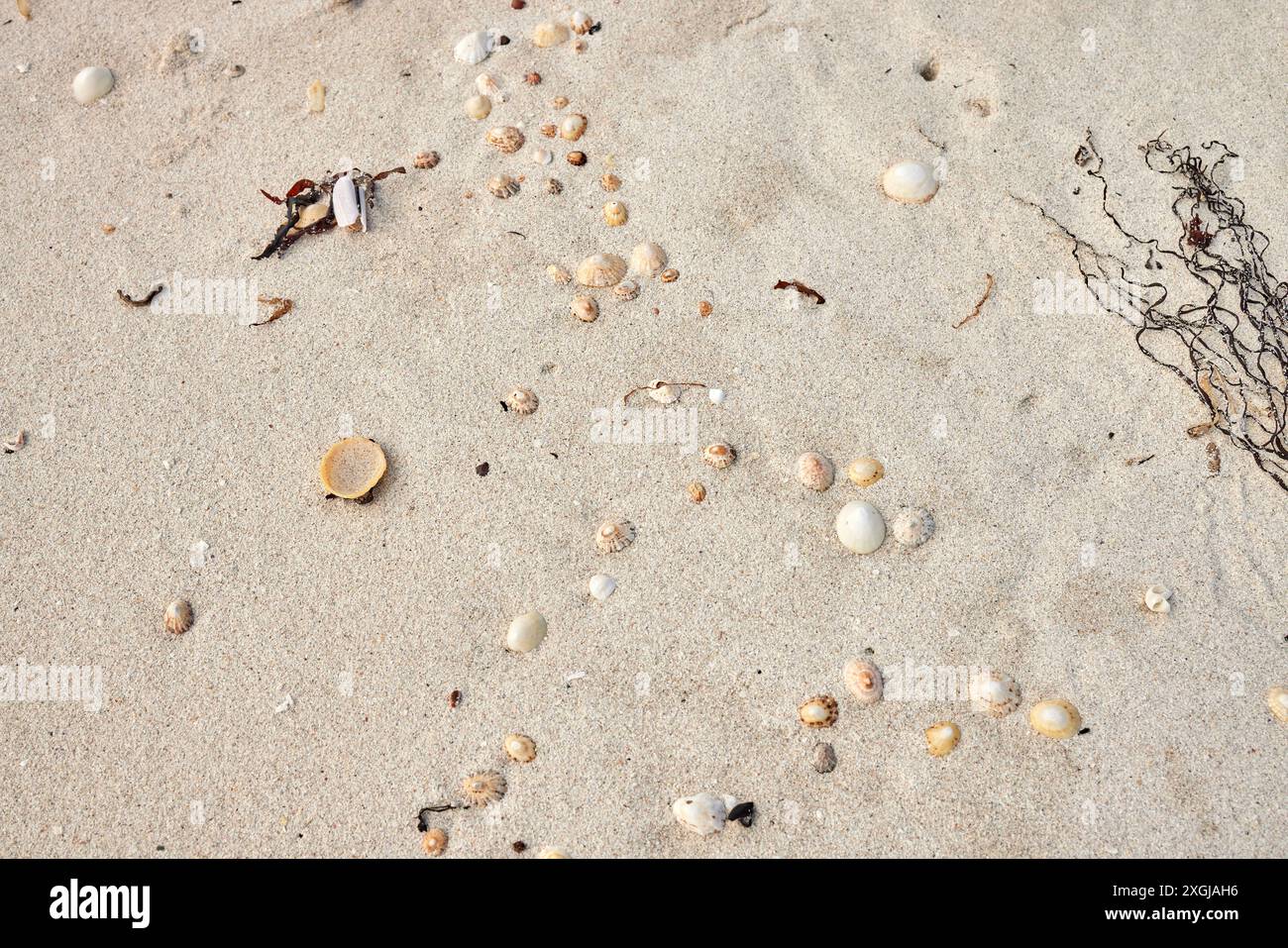 Groups of abandoned sea shells on Rhu beach. Arisaig, Scotland Stock ...