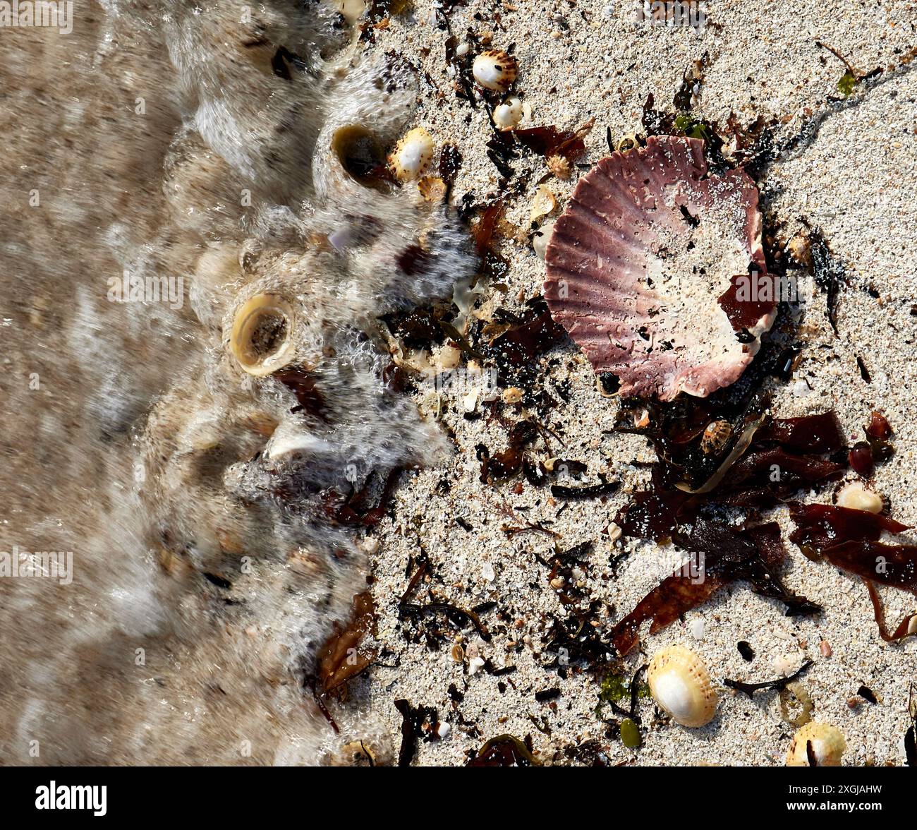 Atlantic tide begins to turn and cover seaweed and shells on the ...