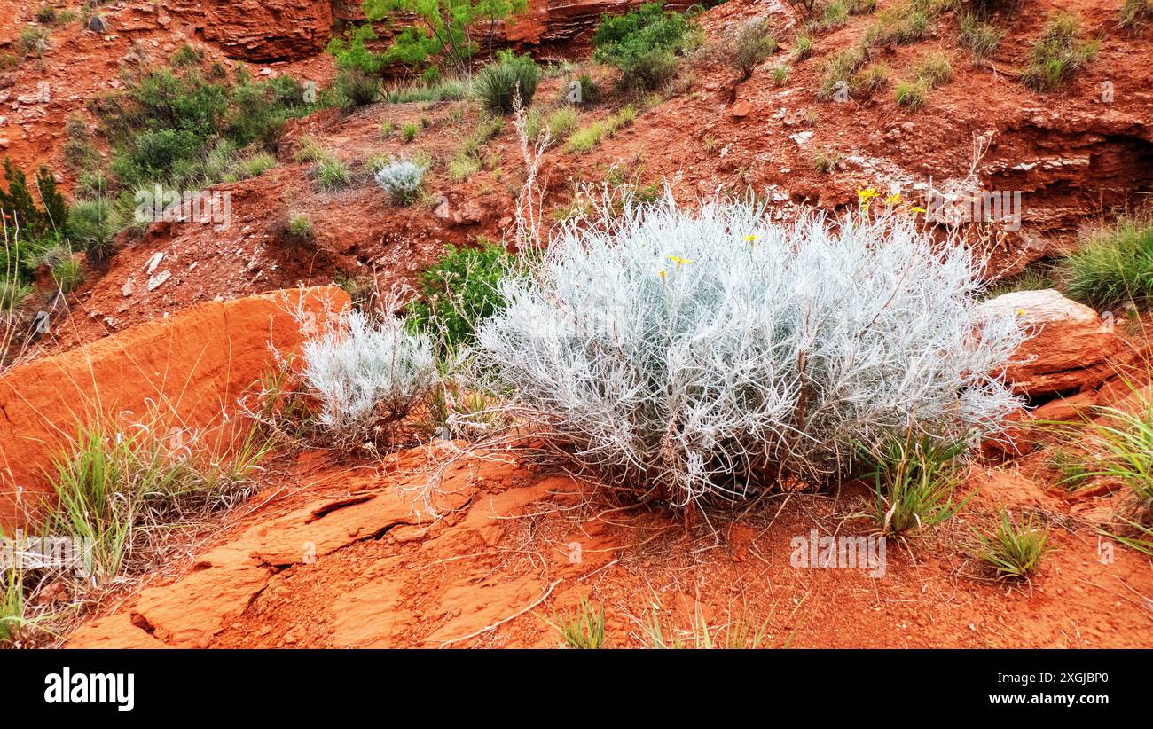 Senecio longilobus hi-res stock photography and images - Alamy