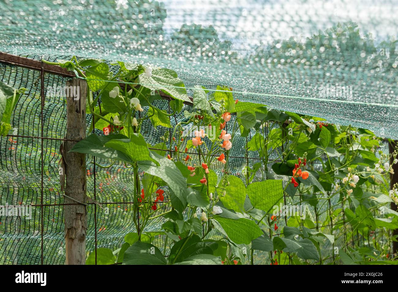 Beans growing plant in a vegetable garden are supported by trellises ...