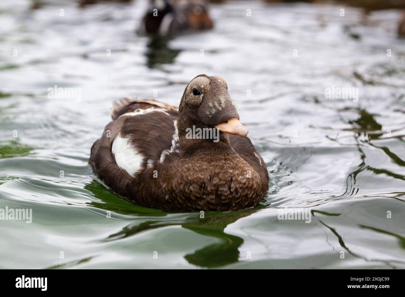Juvenile spectacled eider duck (Somateria fischeri Stock Photo - Alamy