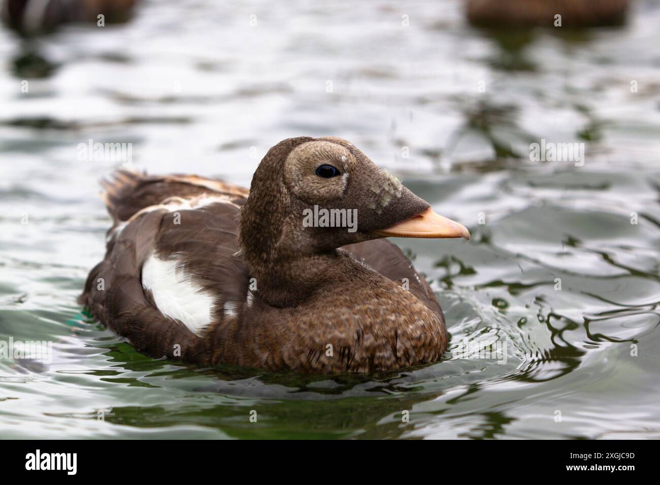 Juvenile spectacled eider duck (Somateria fischeri Stock Photo - Alamy