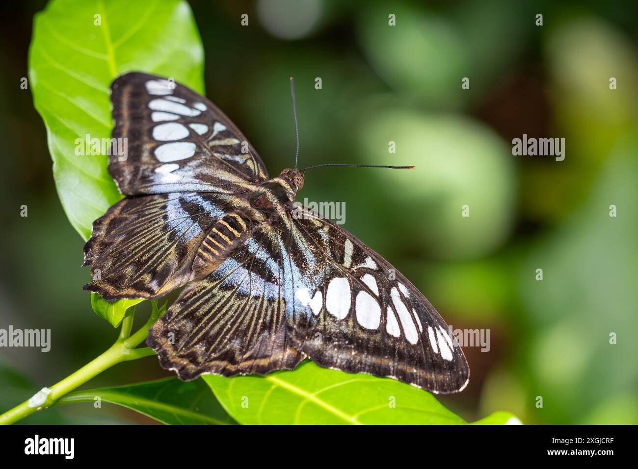Clipper butterfly - Parthenos sylvia, beautiful colorful butterly from ...