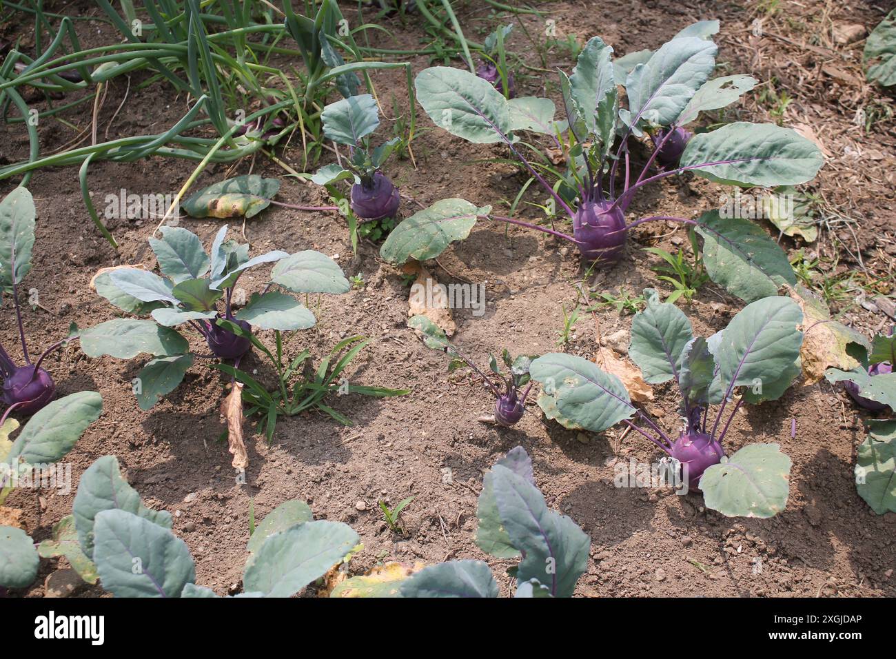 Purple vegetable that is high in fiber Stock Photo - Alamy