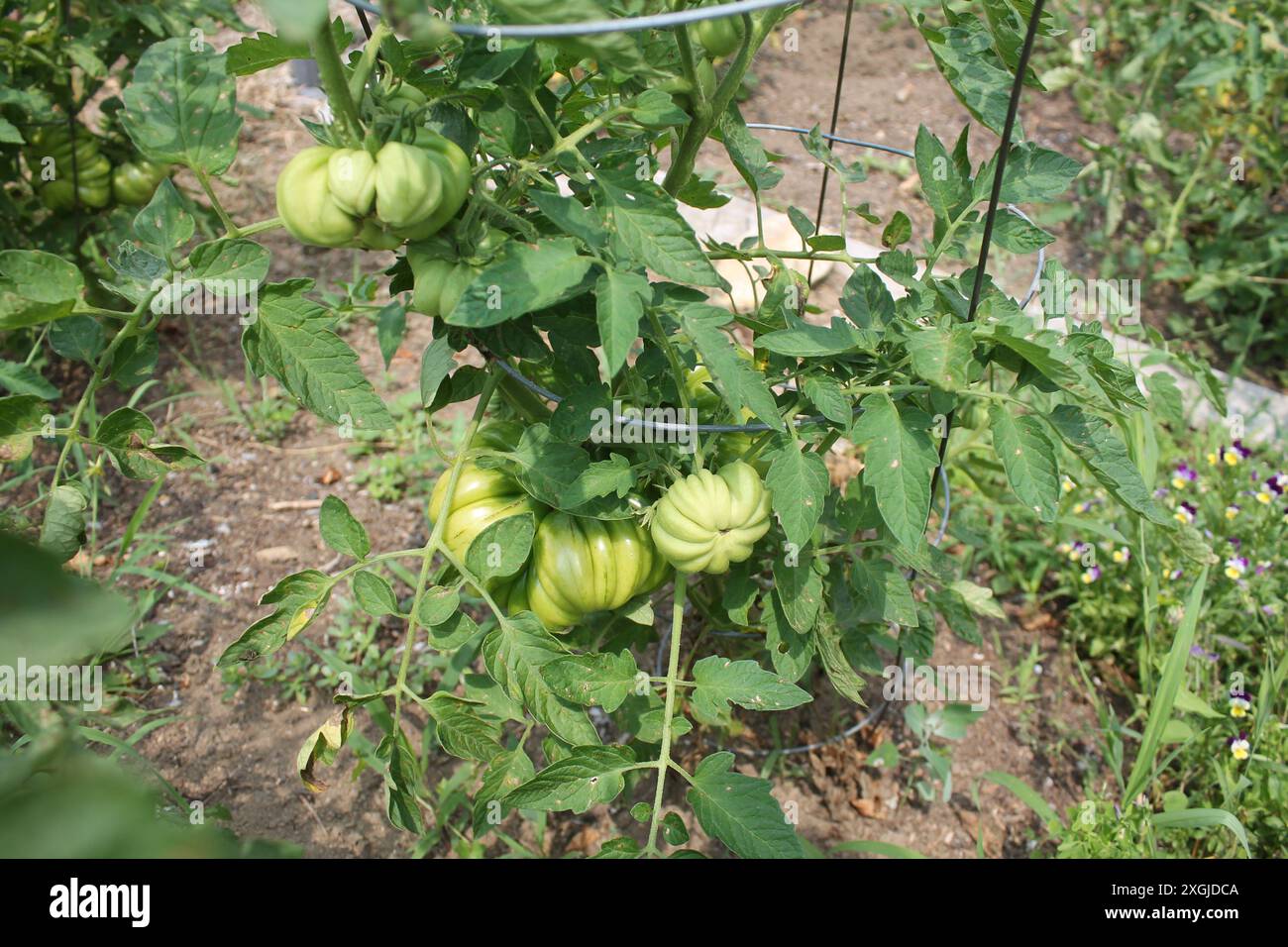 Red slicer tomatoes hi-res stock photography and images - Alamy