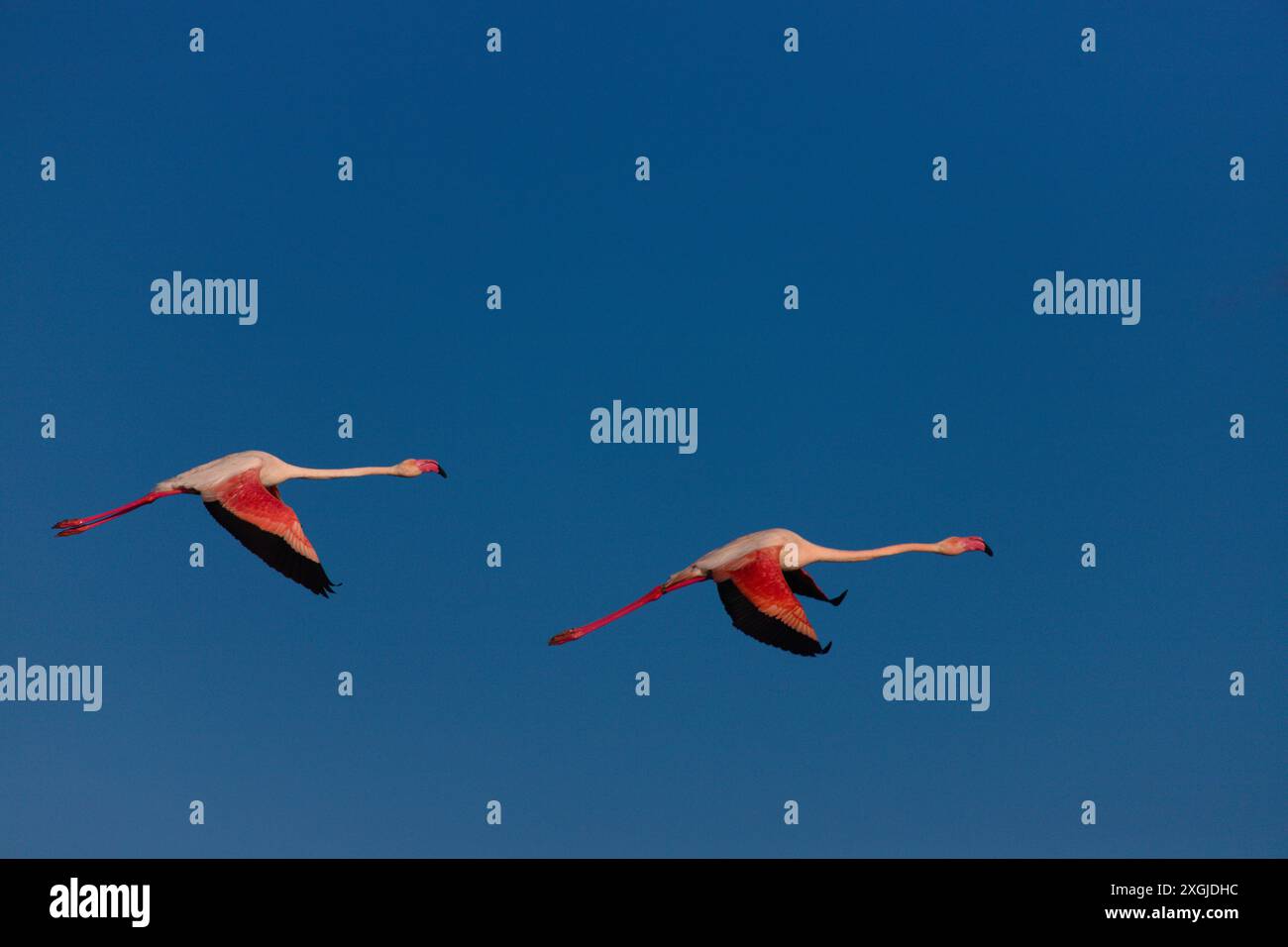 Flying flamingos hi-res stock photography and images - Alamy