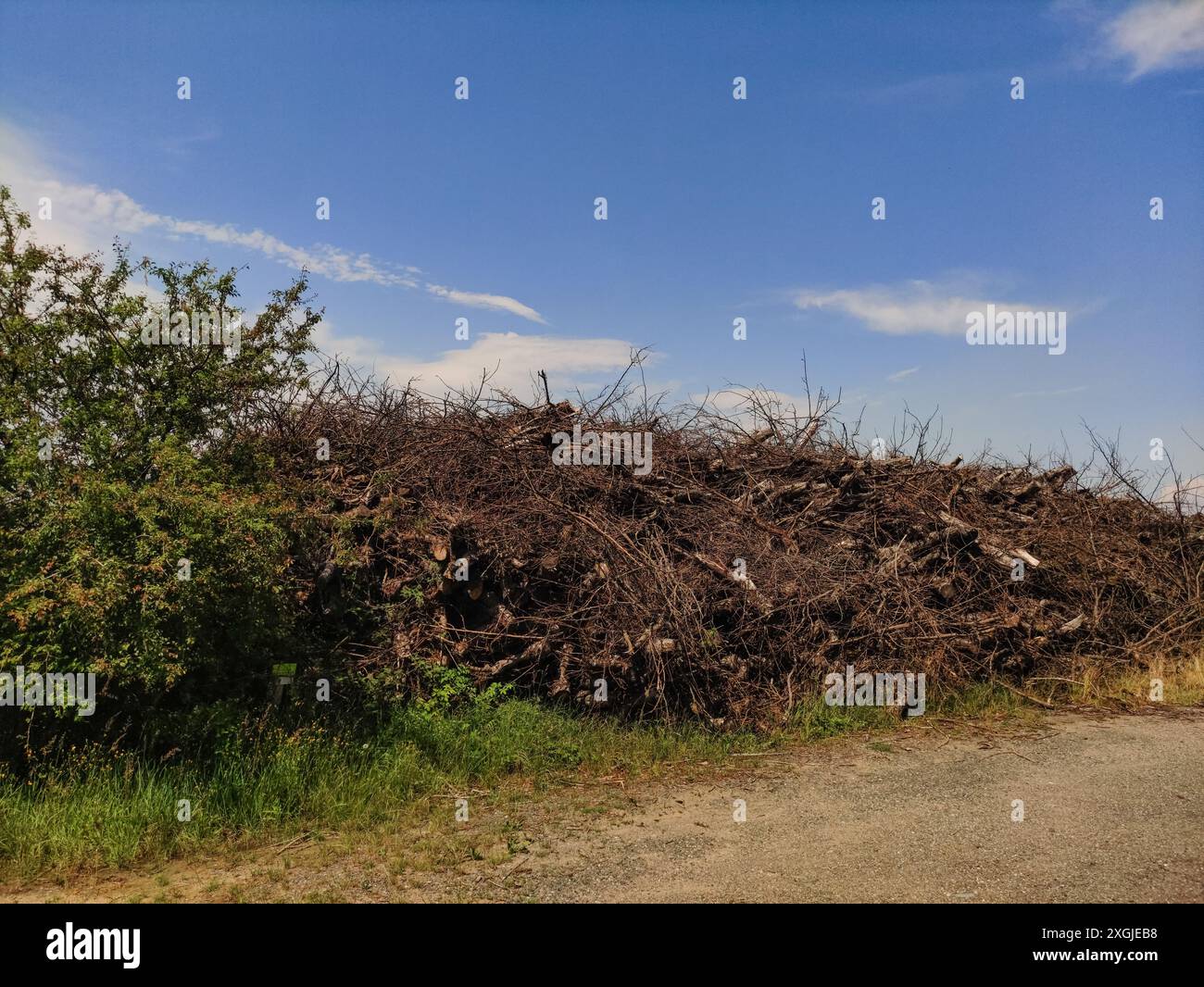 A large pile of tree branches sits on the side of a dirt road, with a ...