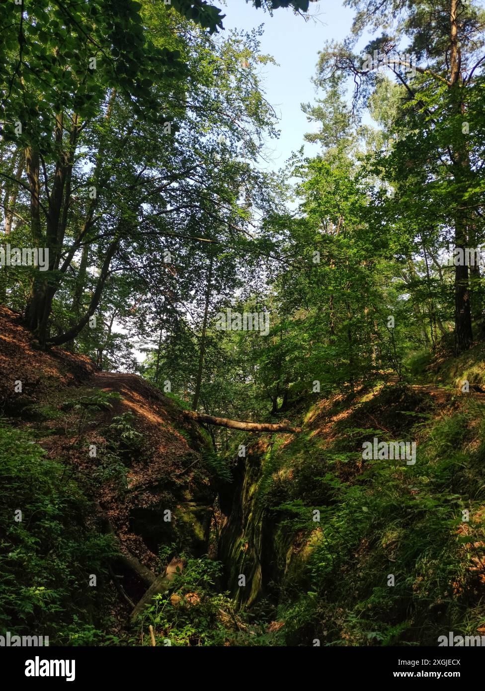 A fallen tree branch bridges a deep, sunlit ravine in a lush forest ...