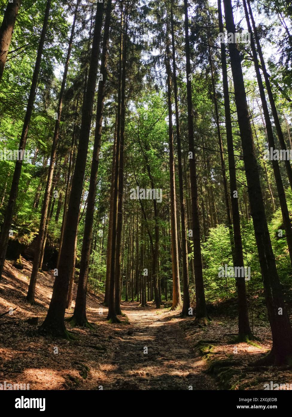 Forest path tall trees sunlight hi-res stock photography and images - Alamy