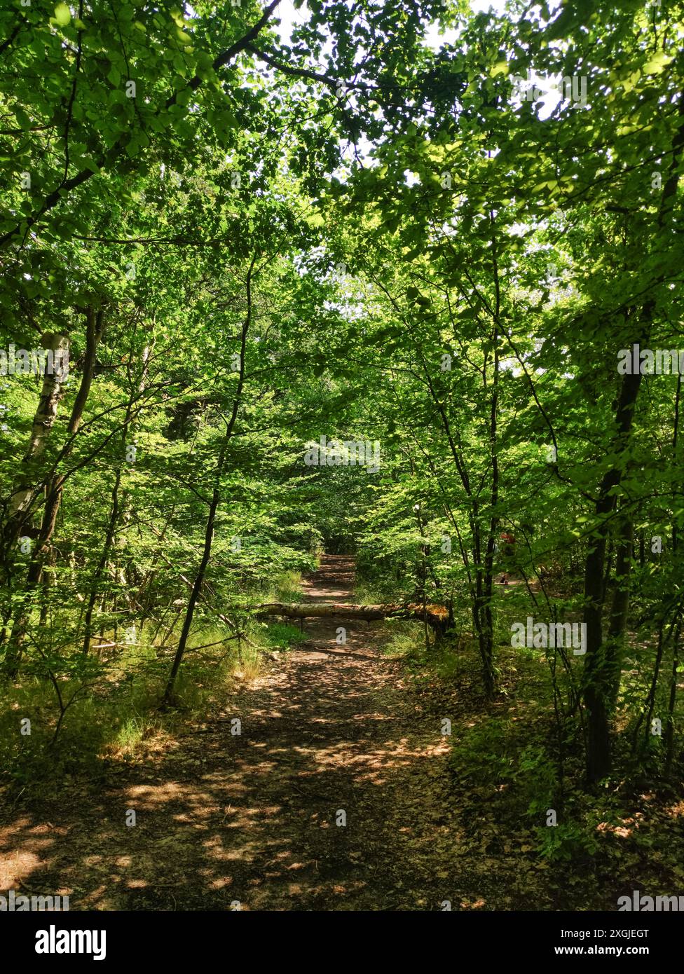 A dirt path meanders through a dense forest, sunlight dappling the ground. Vertical mobile photo ...