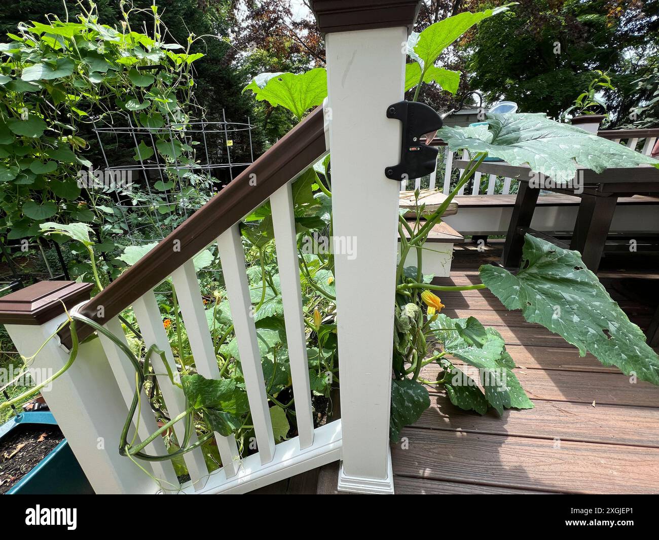 This July 9, 2024, image provided by Jessica Damiano shows a zucchini ...