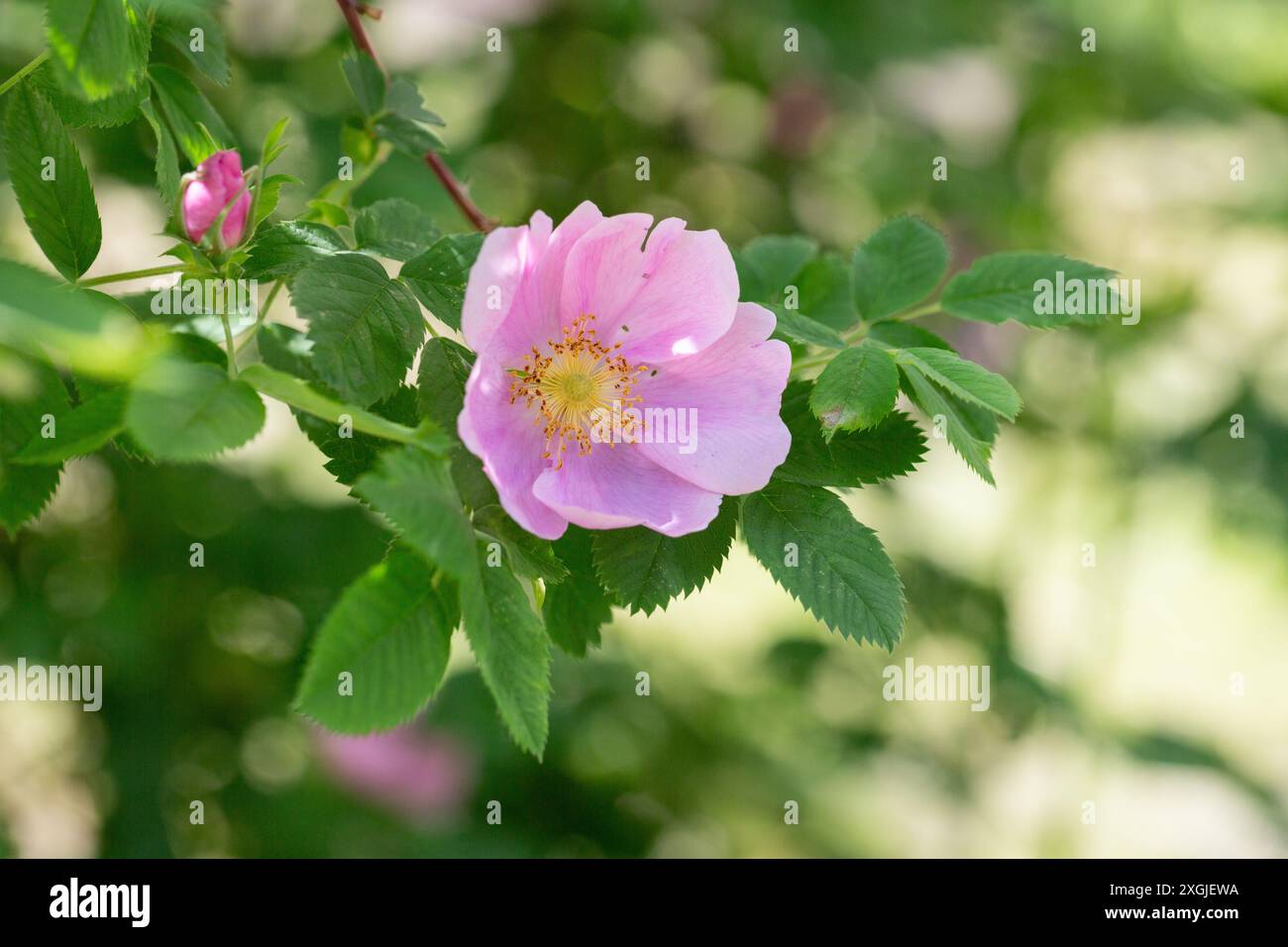 May rose, known as Rosa majalis or Rosa cinnamomea is pink, medicinal ...