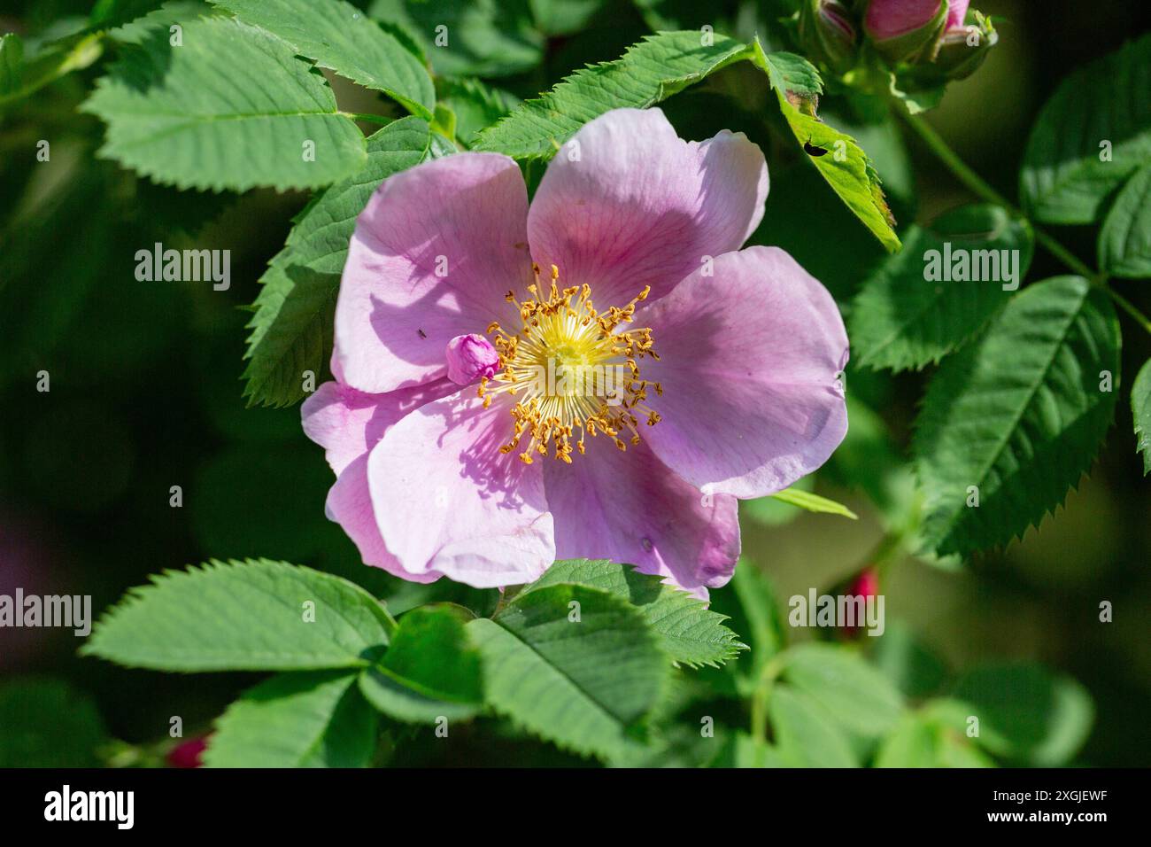 May rose, known as Rosa majalis or Rosa cinnamomea is pink, medicinal ...