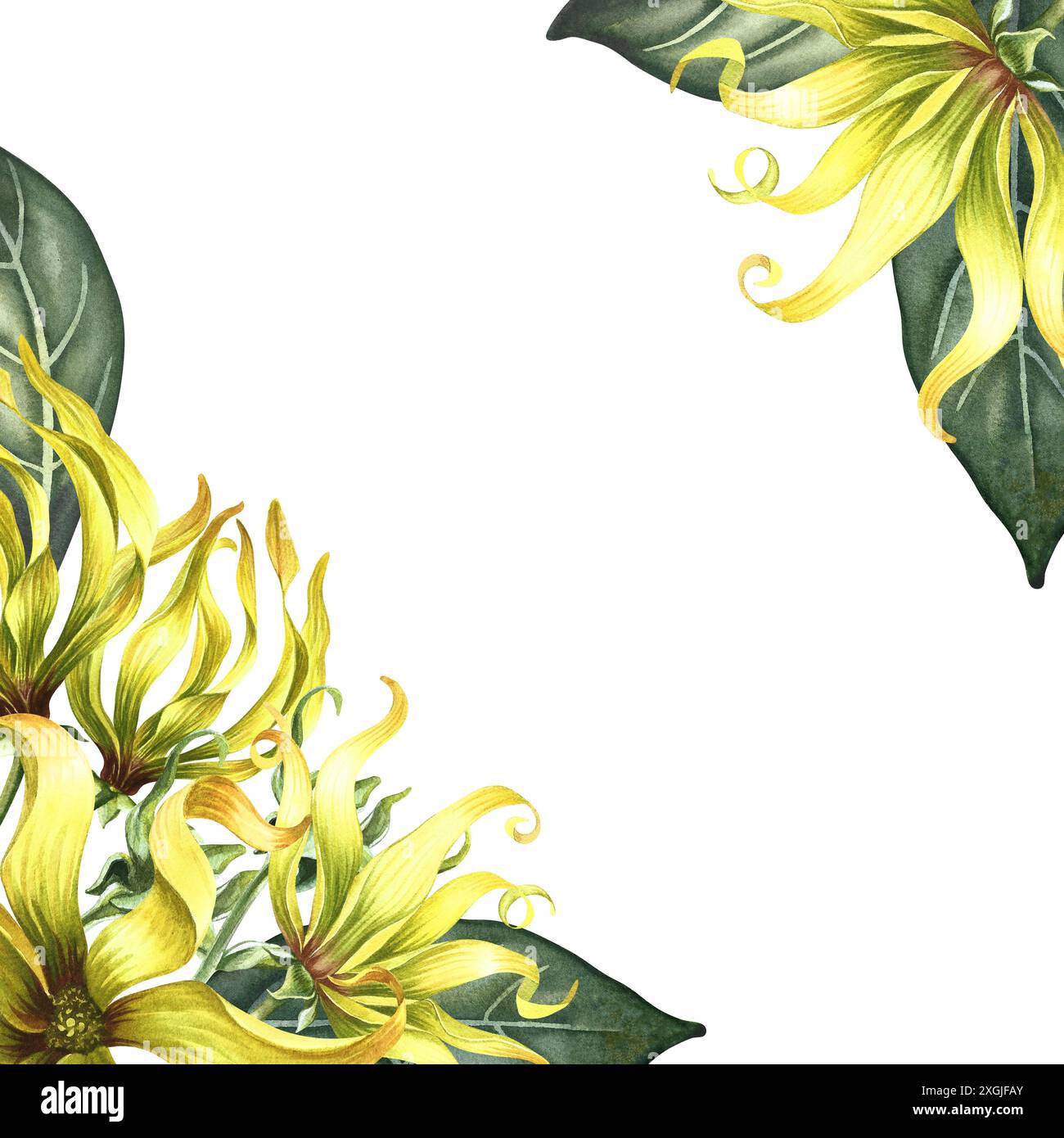 Kananga is fragrant. A frame with ylang-ylang flowers. A border with ...