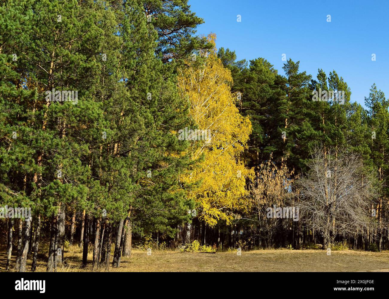 Mixed forest leafless birch hi-res stock photography and images - Alamy