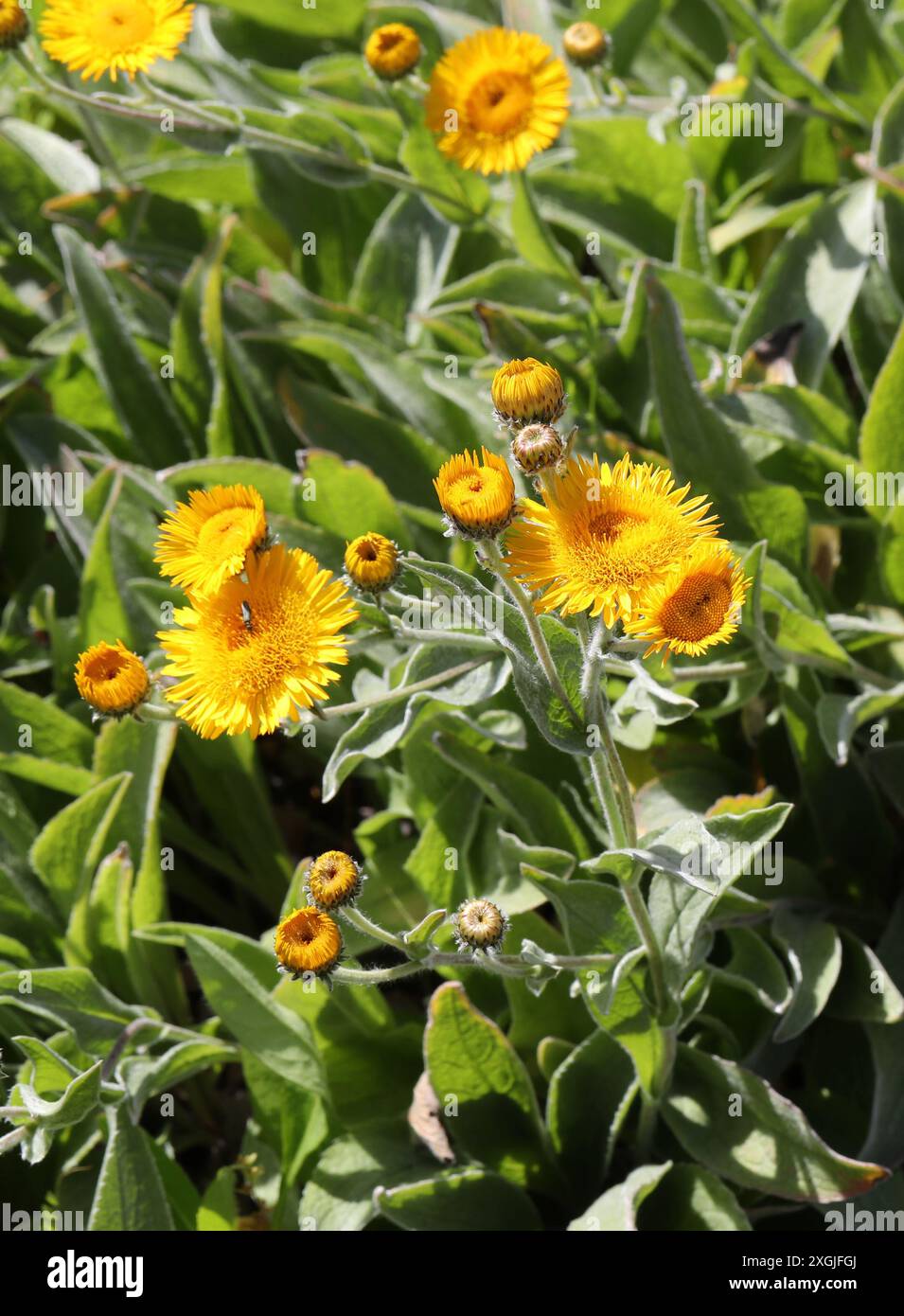 Pentanema oculus-christi, syn. Inula oculus-christi, Asteraceae. Europe ...