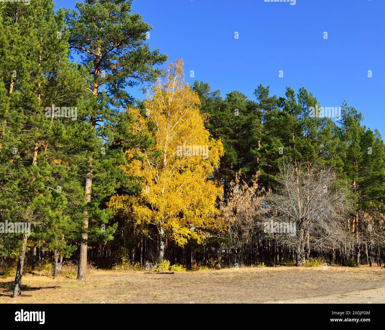 Mixed forest leafless birch hi-res stock photography and images - Alamy