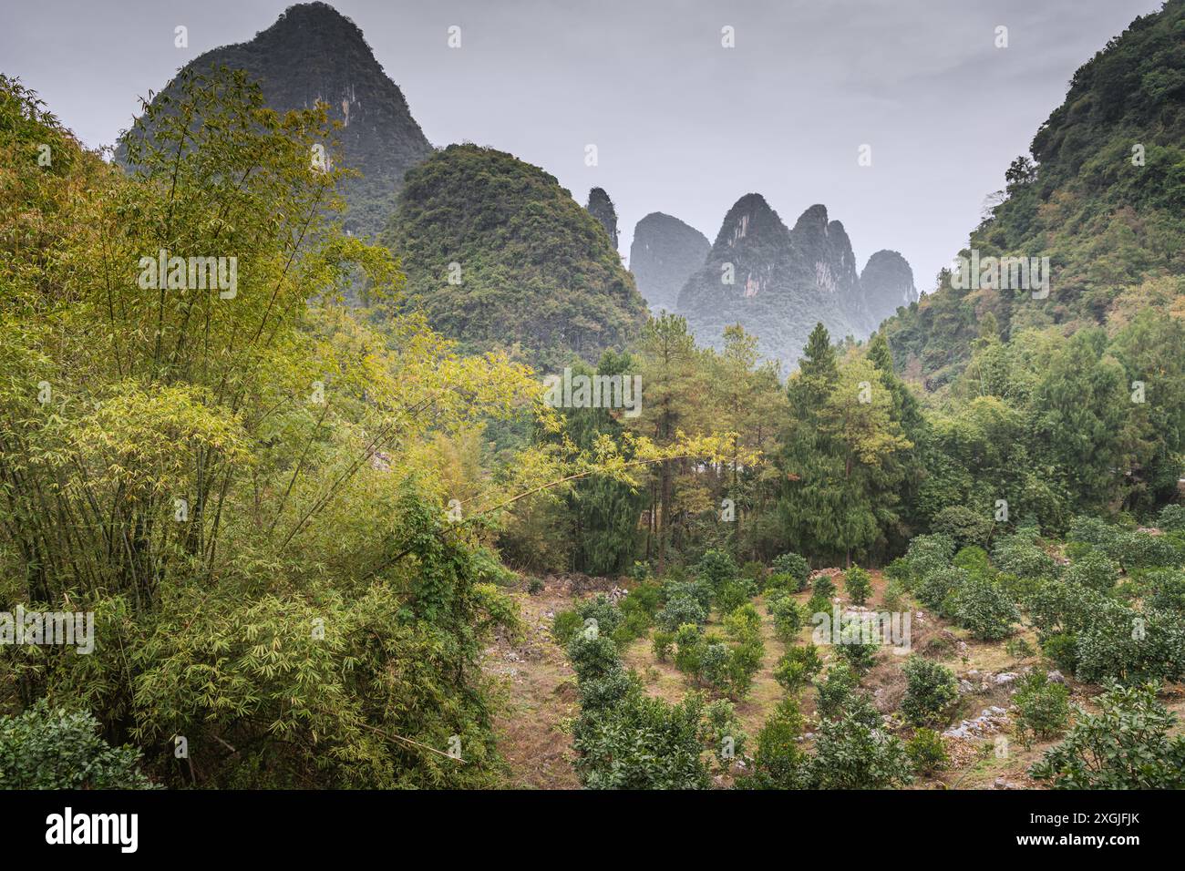 Bamboo and tea surrounded by limestone mountains in Xing Ping, Guilin ...