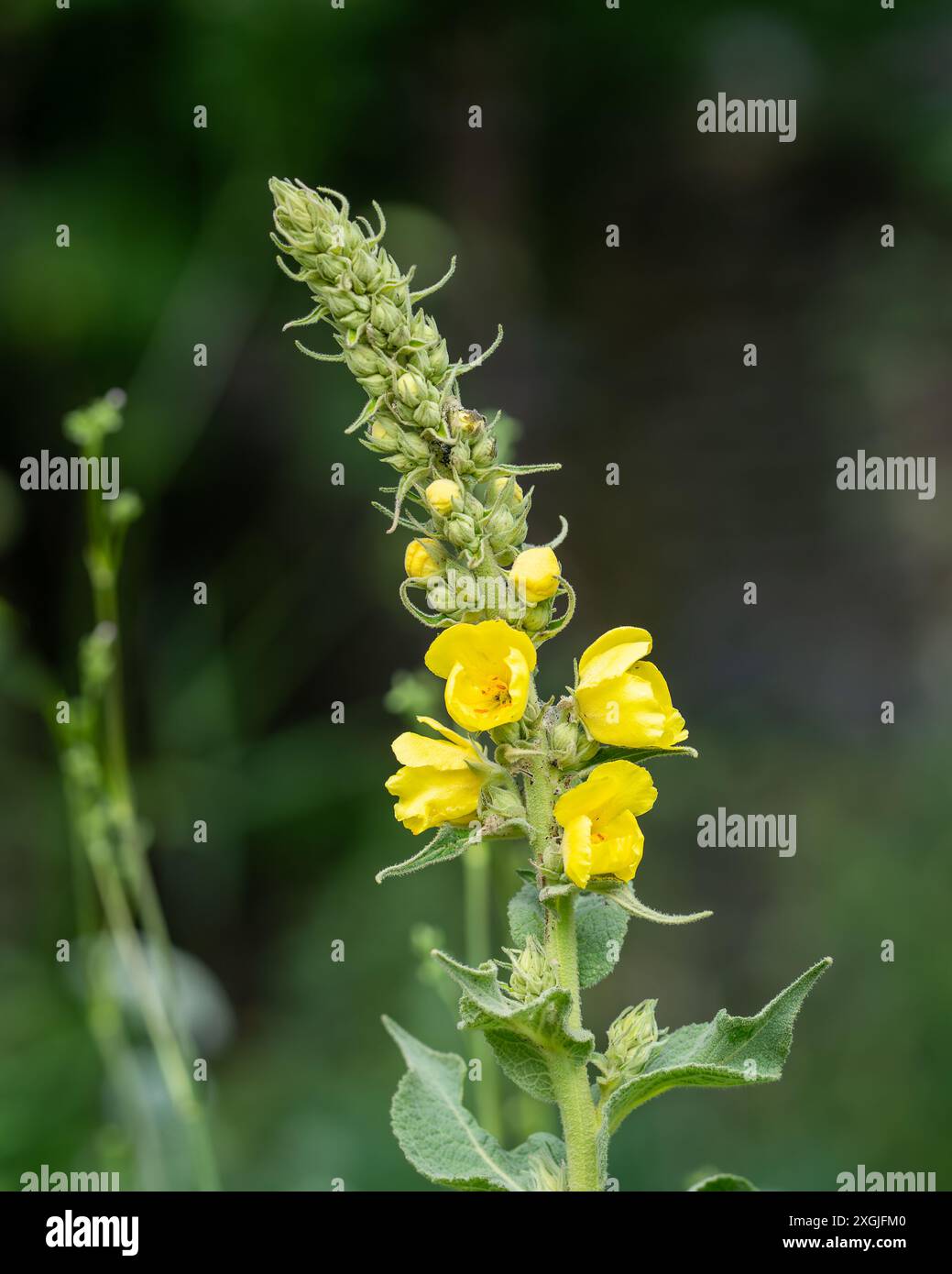 Common mullein flowers blossoming in the garden on summer day. Great ...