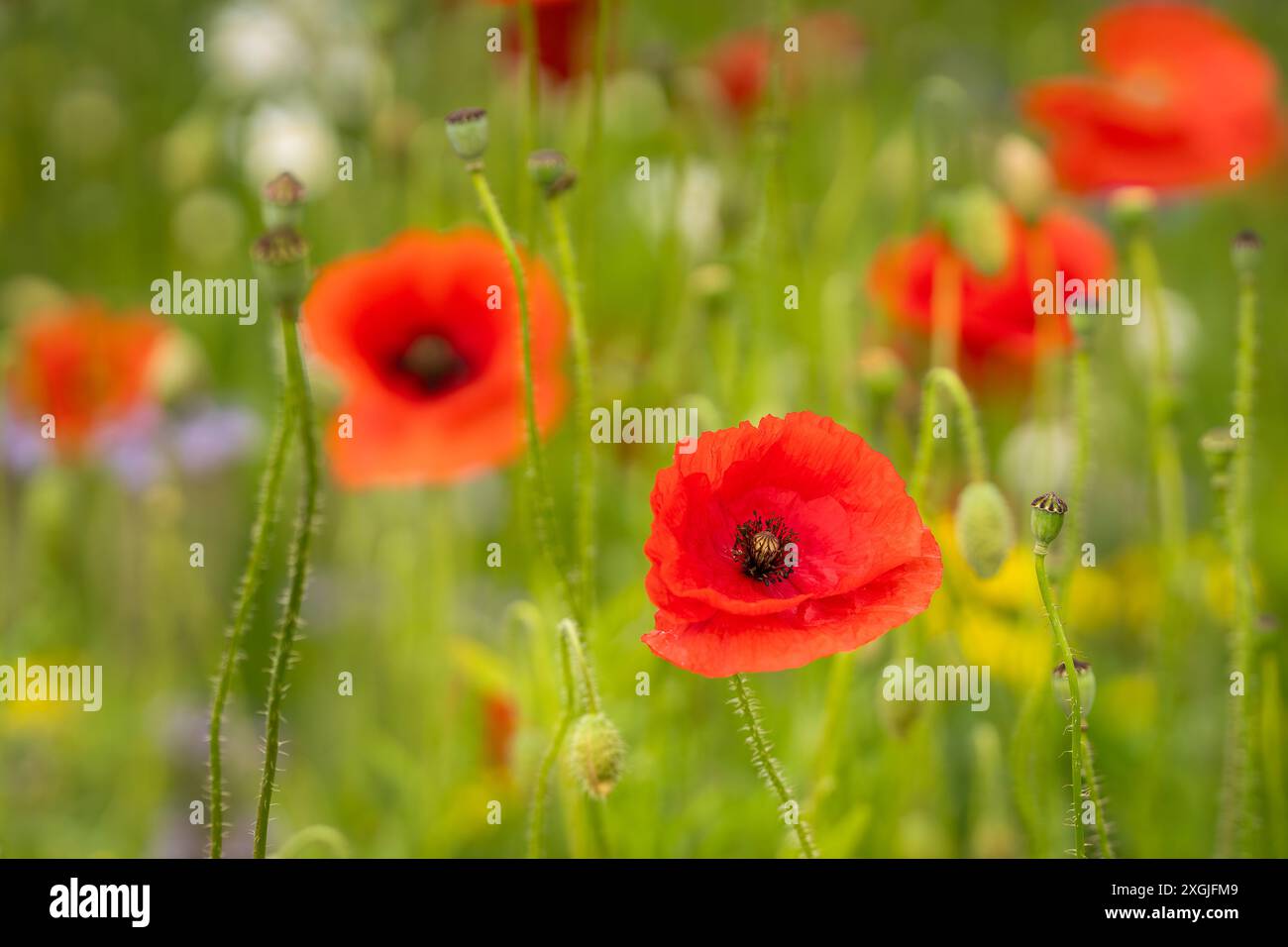 Red poppy flower close up on blurry poppy field background. Field Poppy ...
