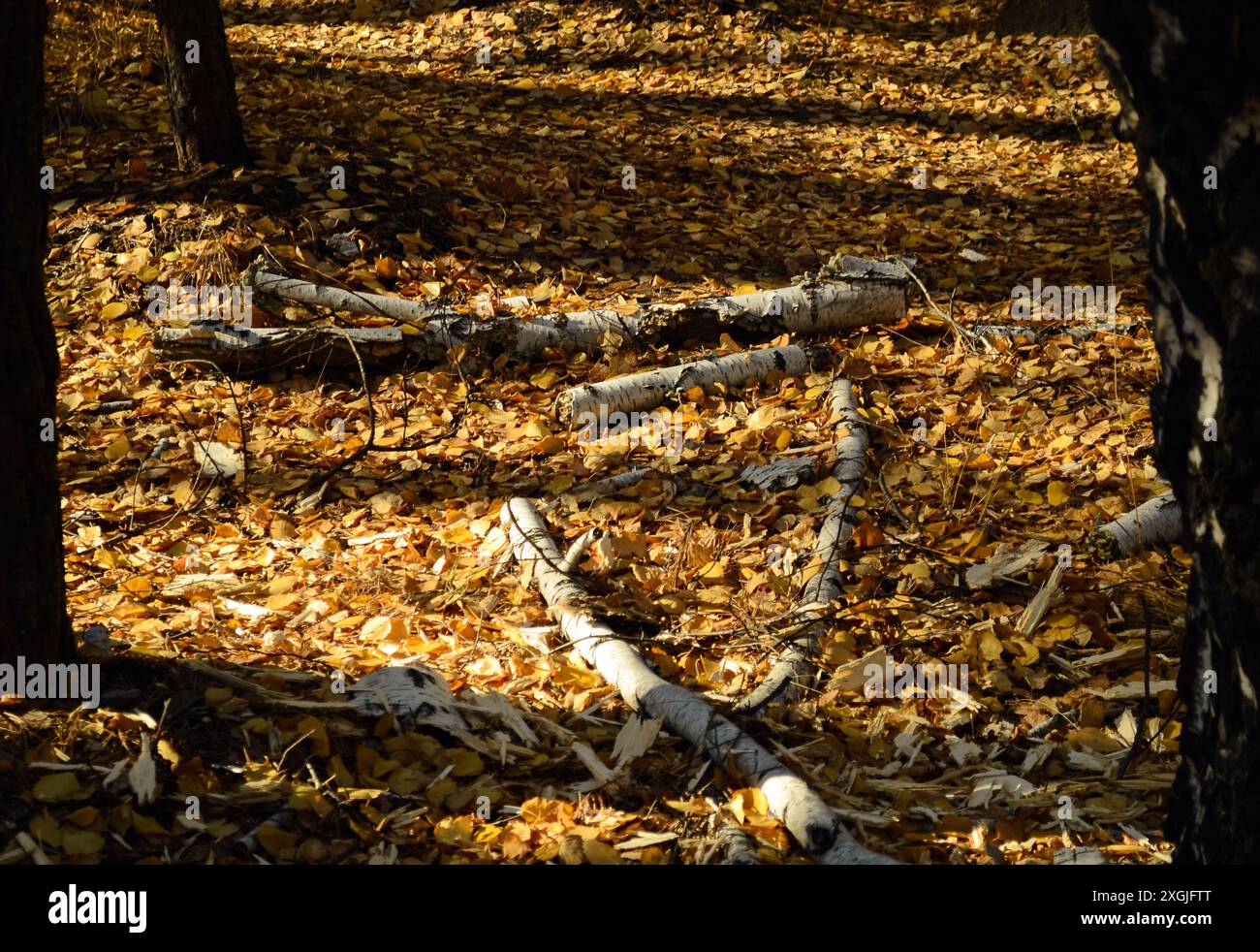 Autumn sunlight illuminates fallen yellow leaves and parts of a birch ...