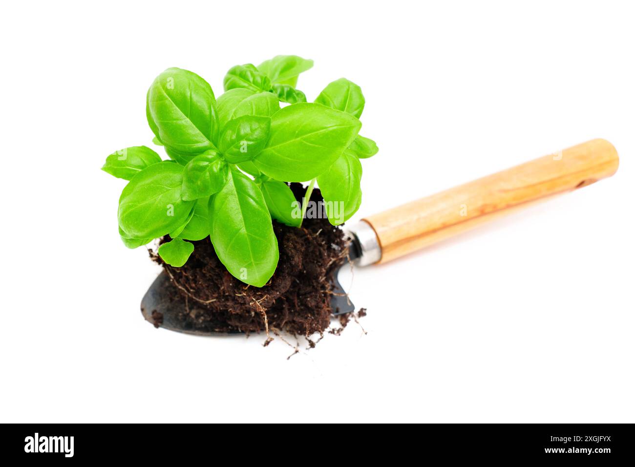 Basil leaves placed on white hi-res stock photography and images - Alamy