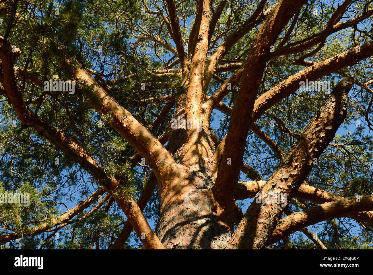 Branched crown hi-res stock photography and images - Alamy