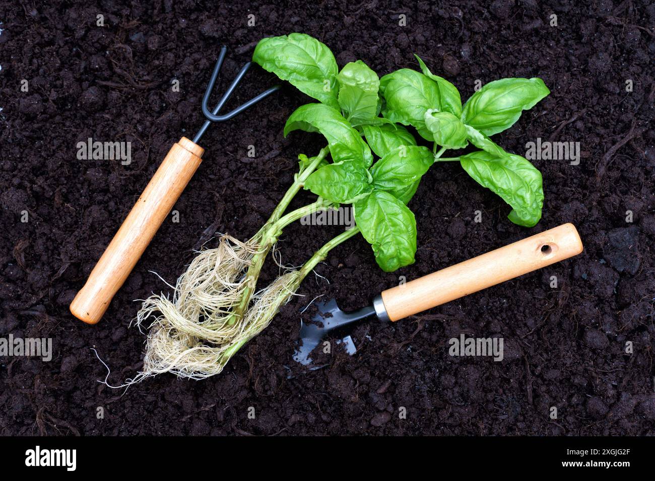 Basil plants with visible roots and garden tools on dark soil ...