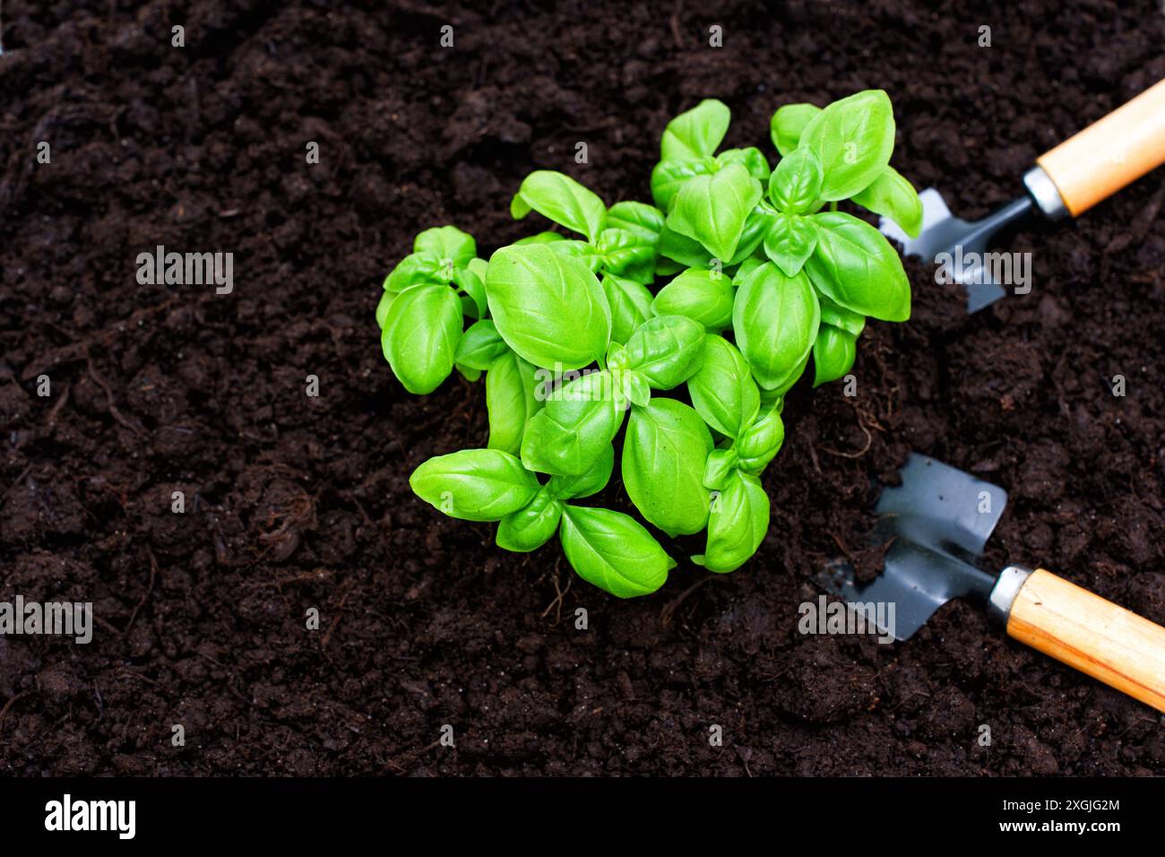 Healthy basil plants and gardening tools on nutrient-rich dark soil ...